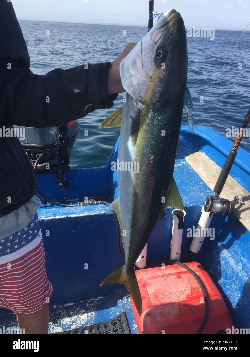 Yellowtail Kingfish (Seriola lalandi) Actinopterygii Stock Photo - Alamy