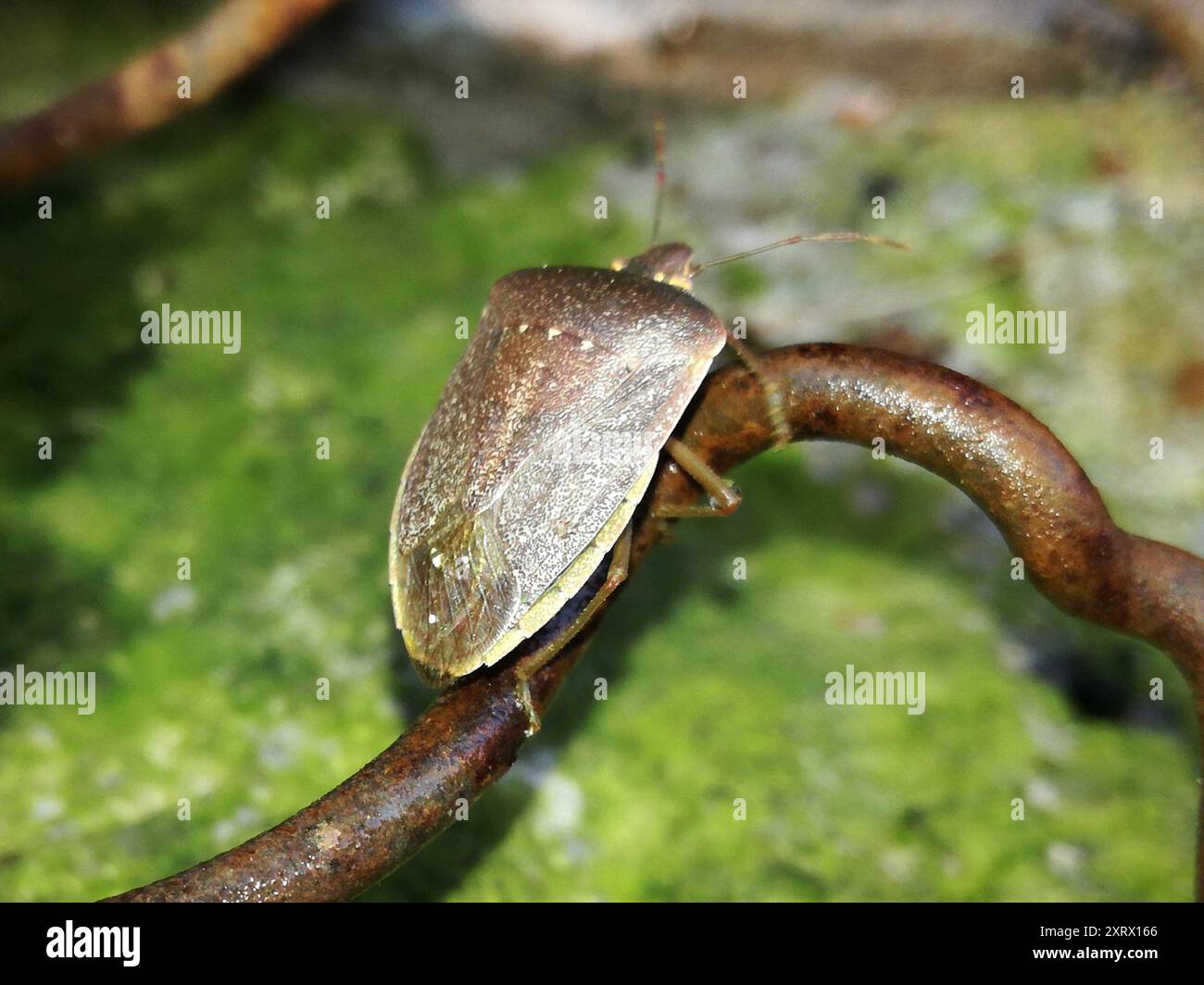 Southern Green Stink Bug (Nezara viridula) Insecta Stock Photo - Alamy