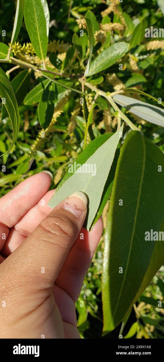 red willow (Salix laevigata) Plantae Stock Photo - Alamy