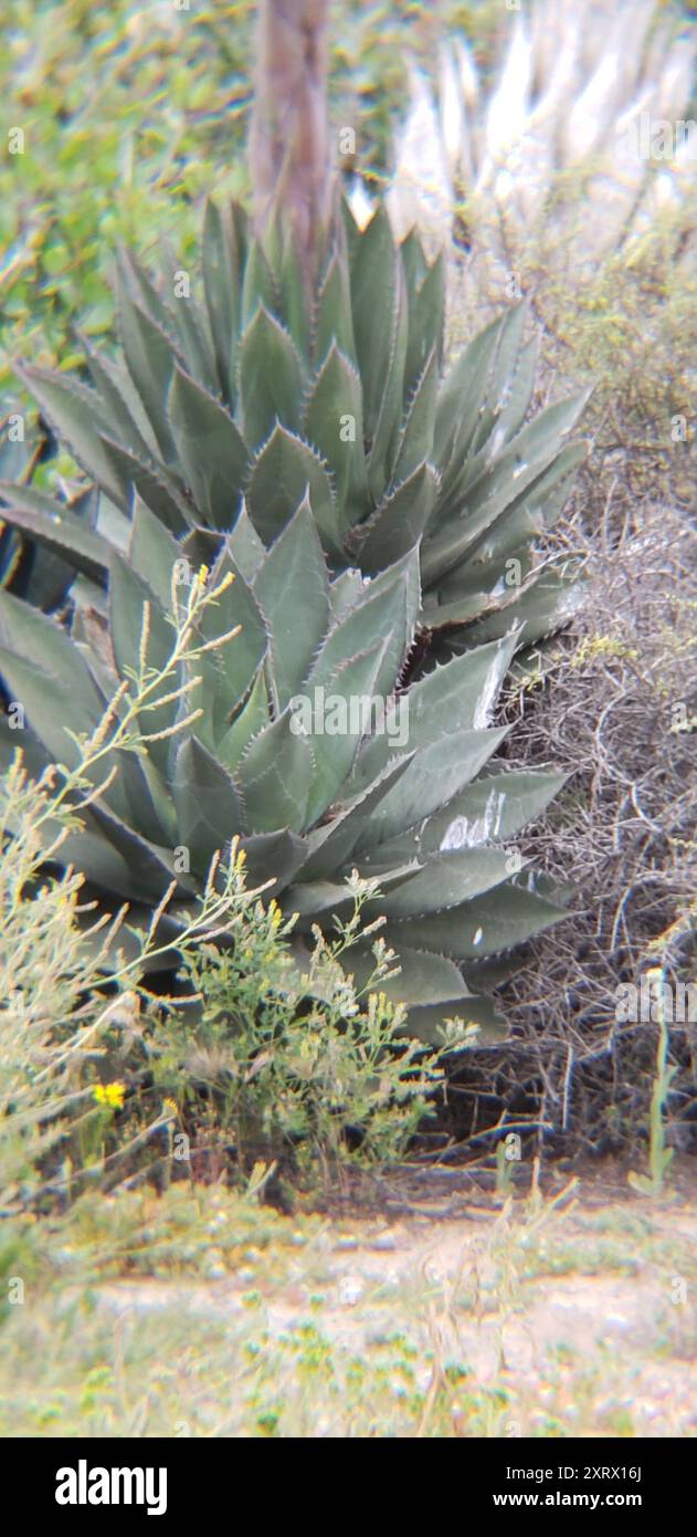 Shaws agave agave shawii hi-res stock photography and images - Alamy