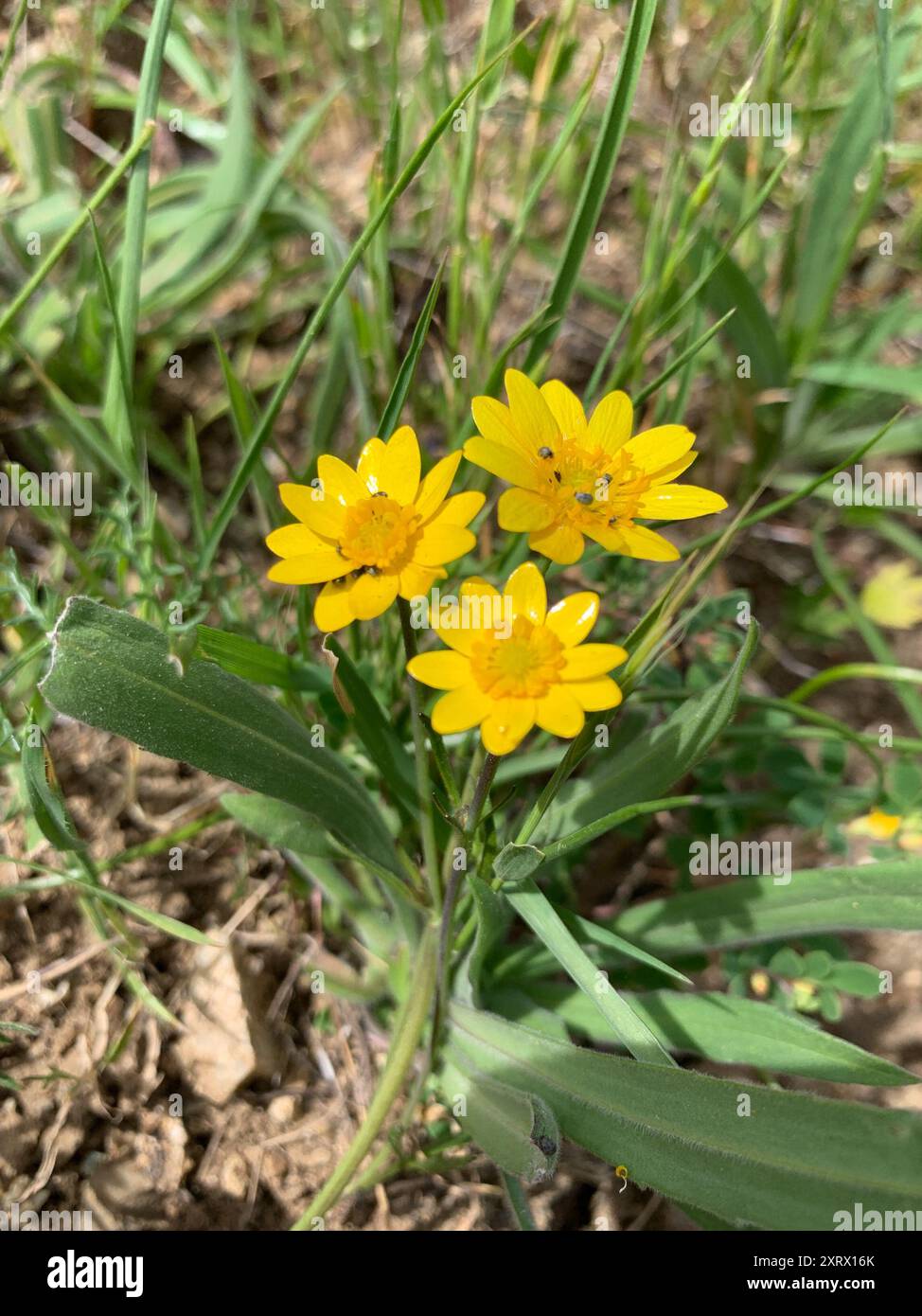 California buttercup (Ranunculus californicus) Plantae Stock Photo - Alamy