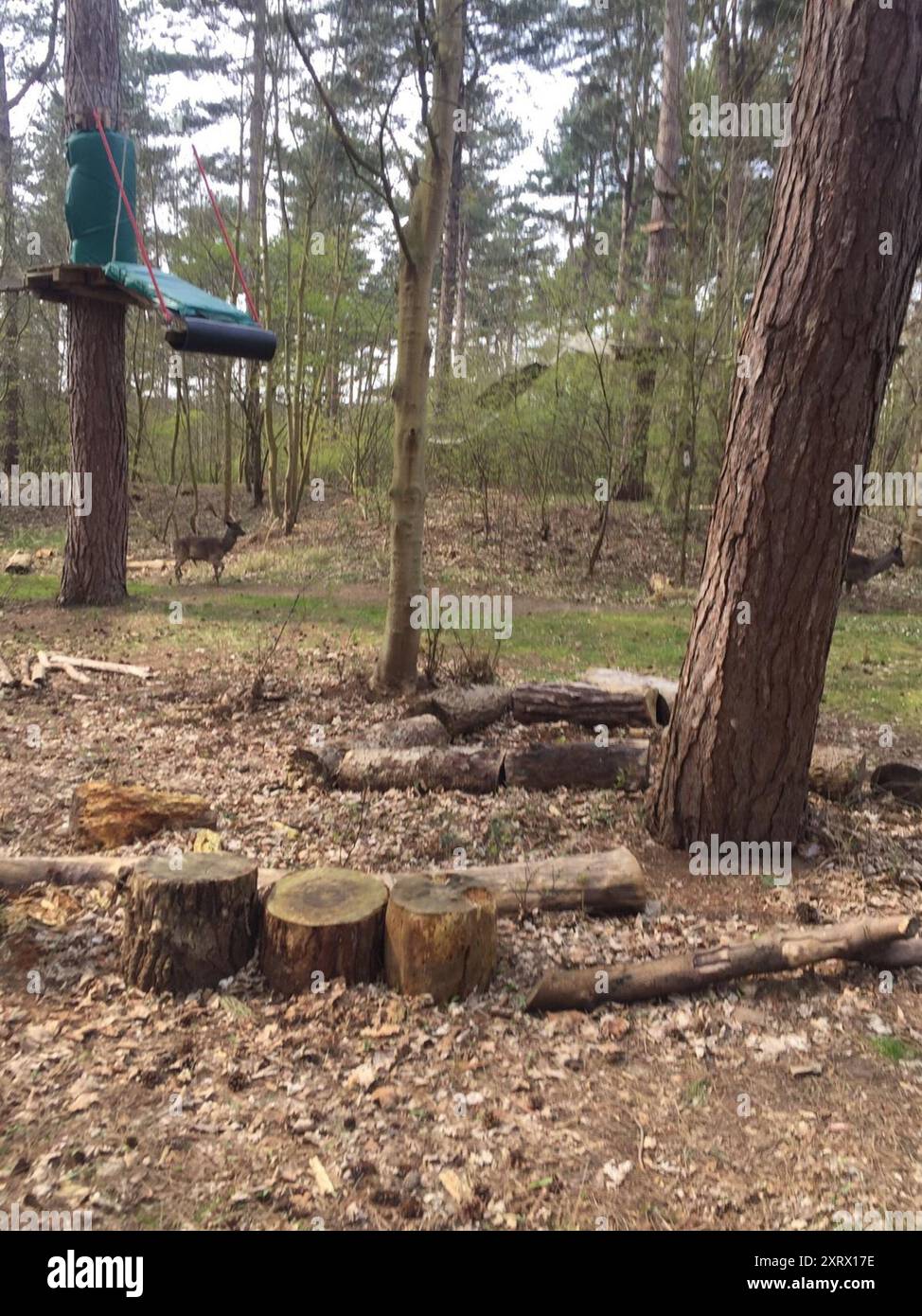 European Fallow Deer (Dama dama) Mammalia Stock Photo - Alamy