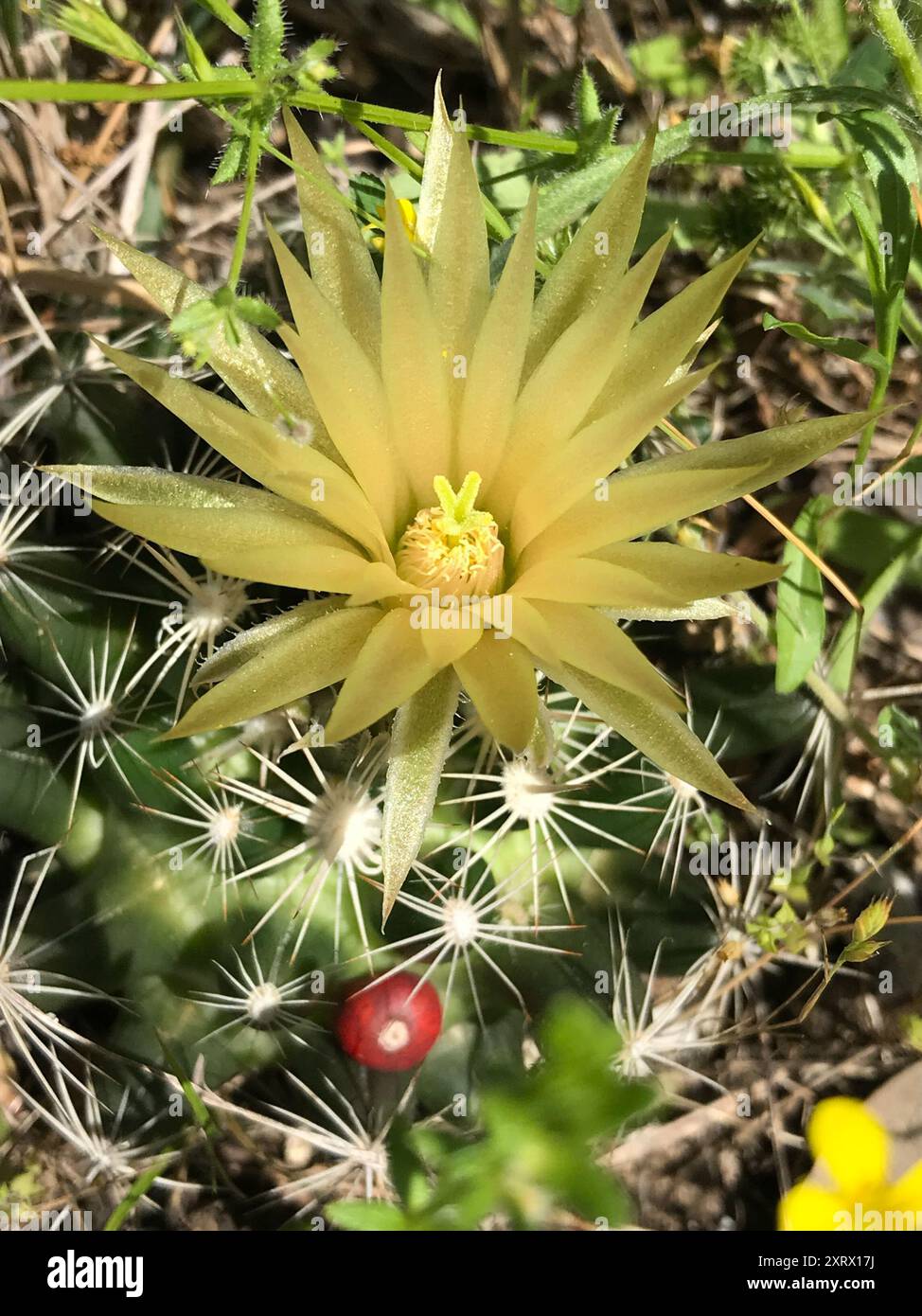 (Escobaria missouriensis similis) Plantae Stock Photo - Alamy