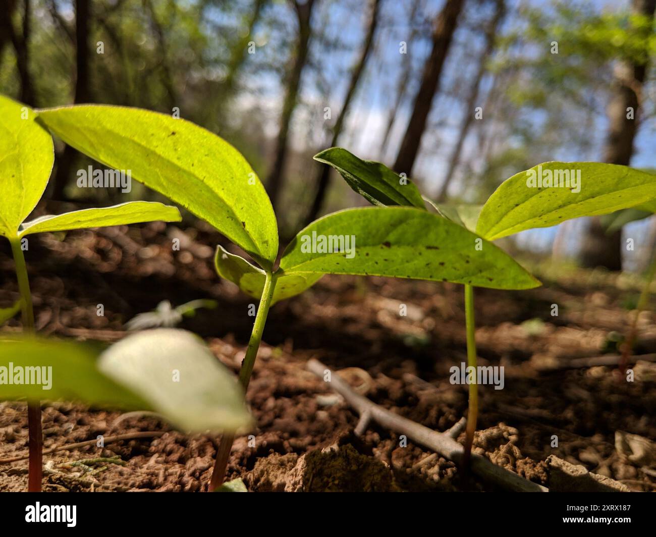 toadshade (Trillium sessile) Plantae Stock Photo - Alamy