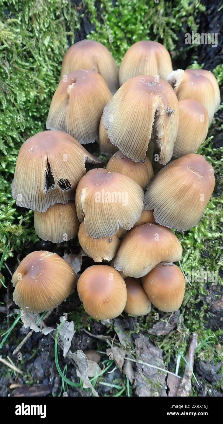 mica cap (Coprinellus micaceus) Fungi Stock Photo - Alamy