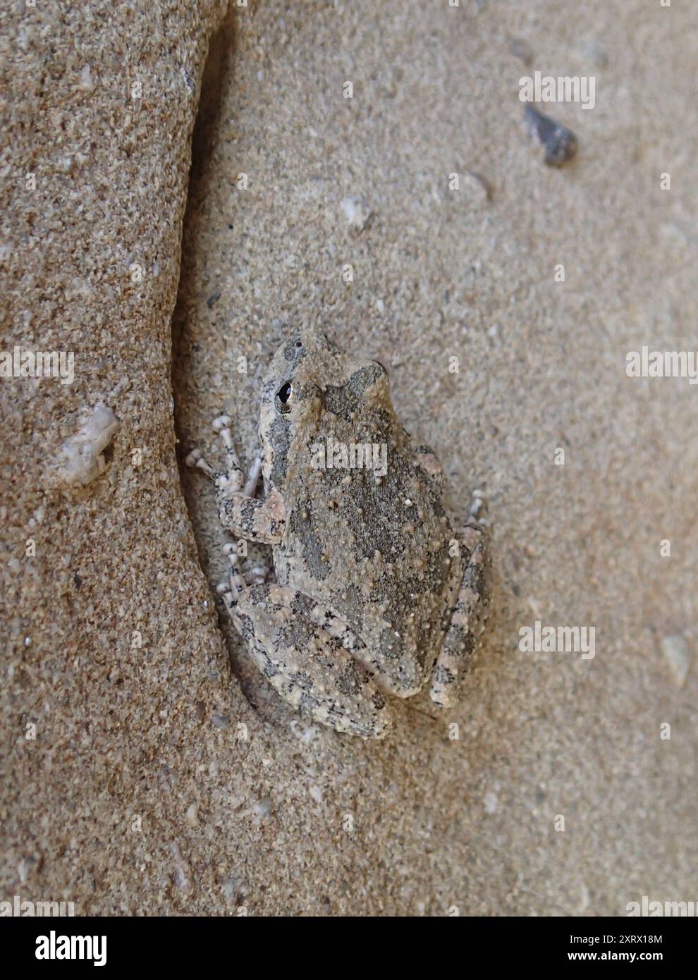 California Tree Frog (Pseudacris cadaverina) Amphibia Stock Photo - Alamy
