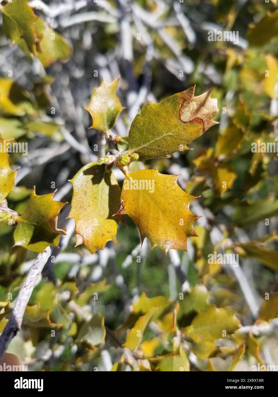Muller's oak (Quercus cornelius-mulleri) Plantae Stock Photo - Alamy
