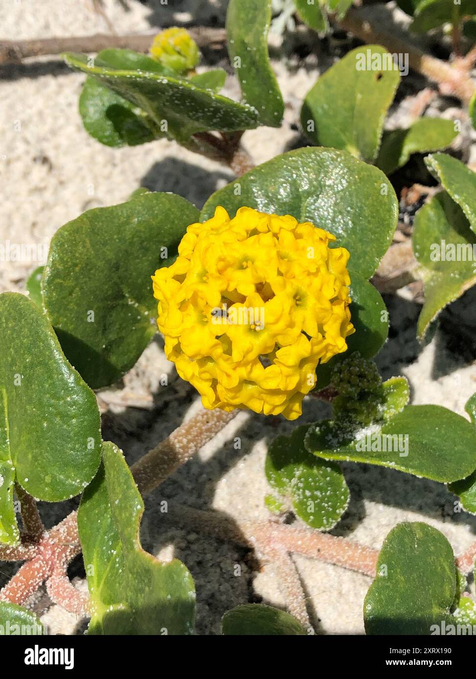 Yellow Sand Verbena (Abronia latifolia) Plantae Stock Photo - Alamy
