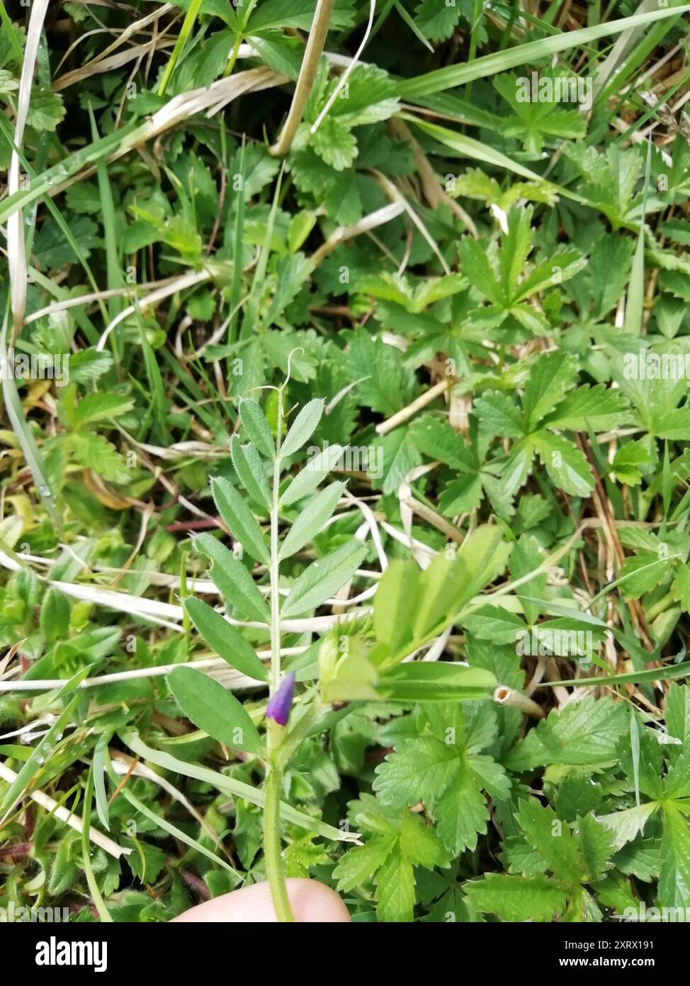 Common Vetch (Vicia sativa) Plantae Stock Photo - Alamy
