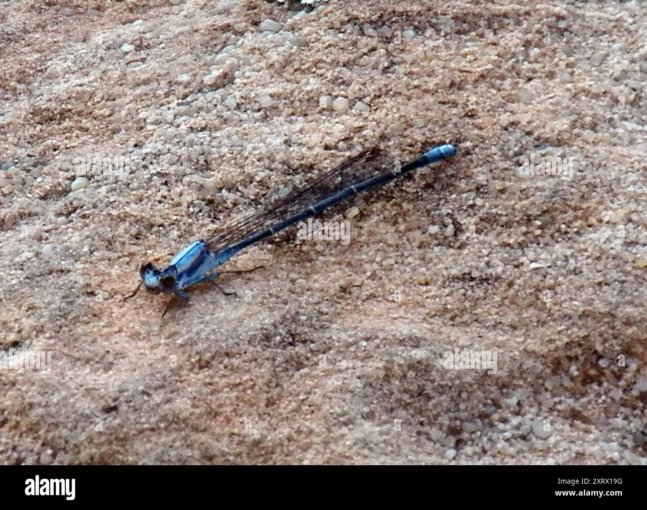 Powdered Dancer (Argia moesta) Insecta Stock Photo - Alamy