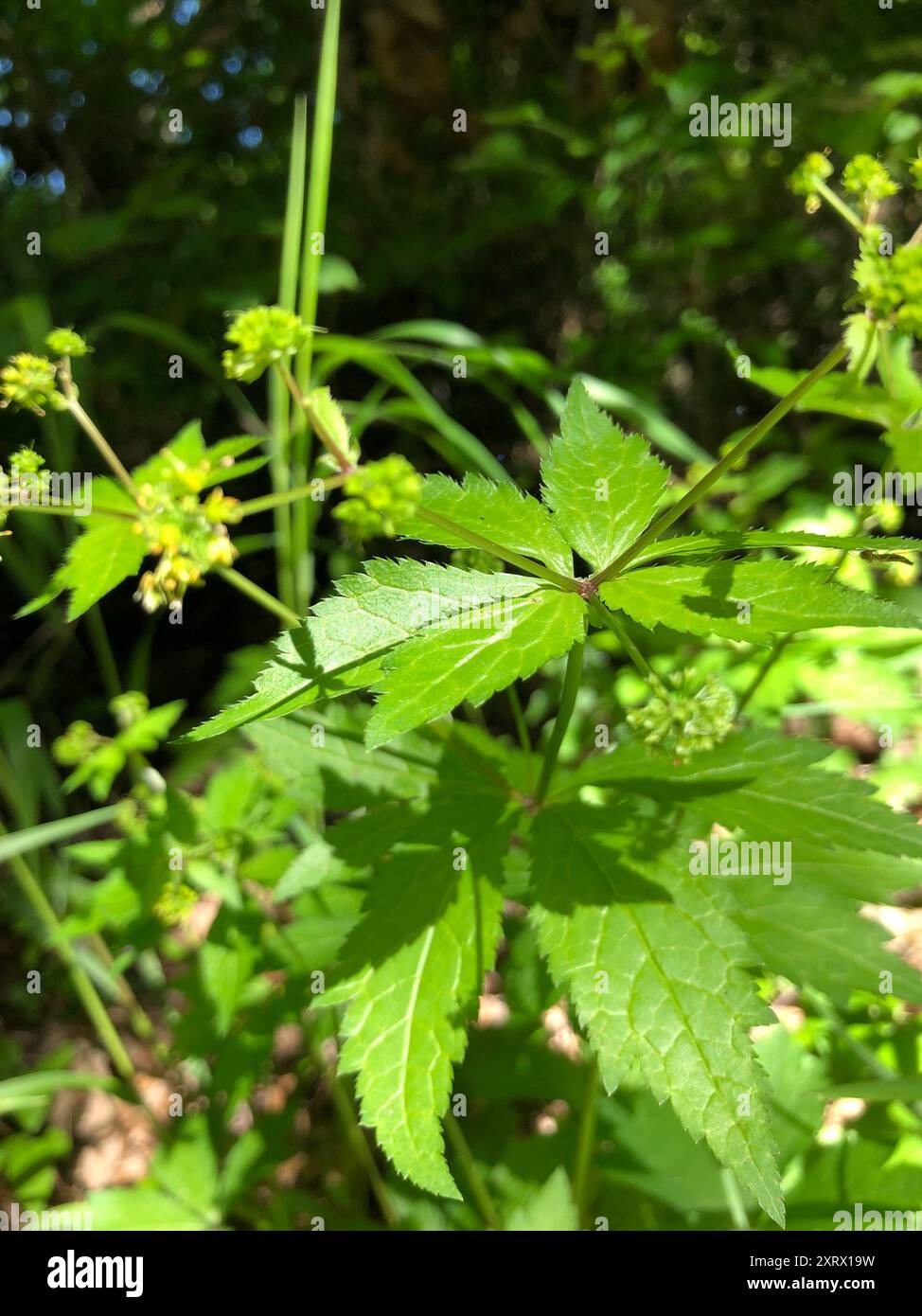 Clustered Sanicle (Sanicula odorata) Plantae Stock Photo - Alamy