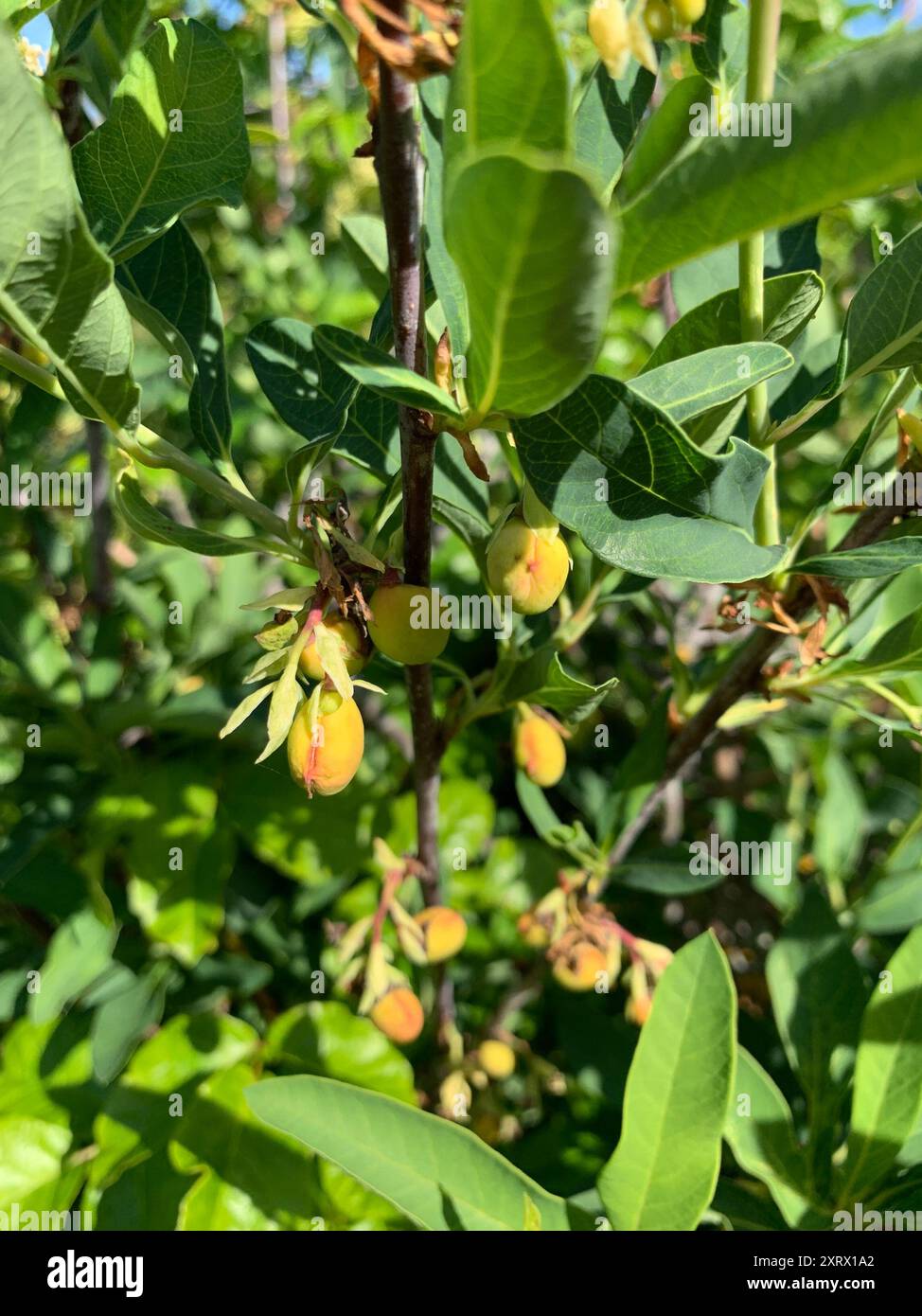 Osoberry (Oemleria cerasiformis) Plantae Stock Photo - Alamy