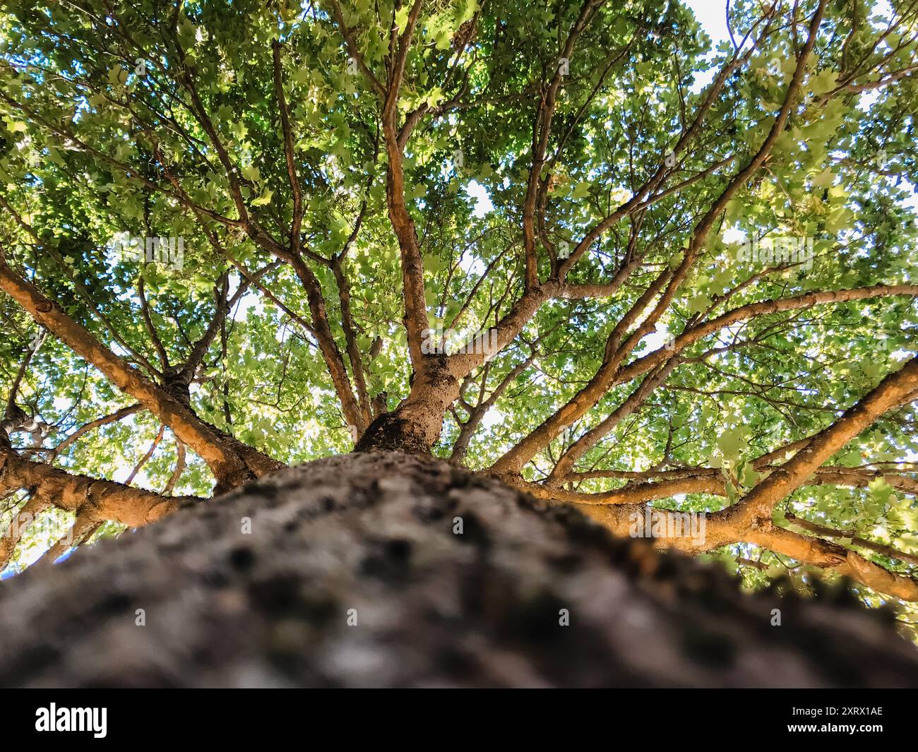A tree with a very thick trunk and abundant leaves. Perfect for ...