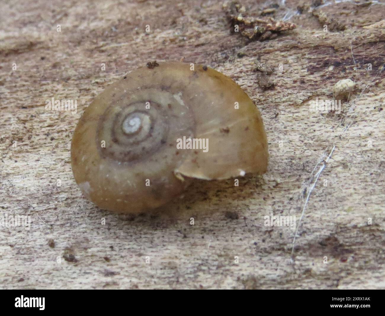Gray-foot Lancetooth Snail (Haplotrema concavum) Mollusca Stock Photo ...