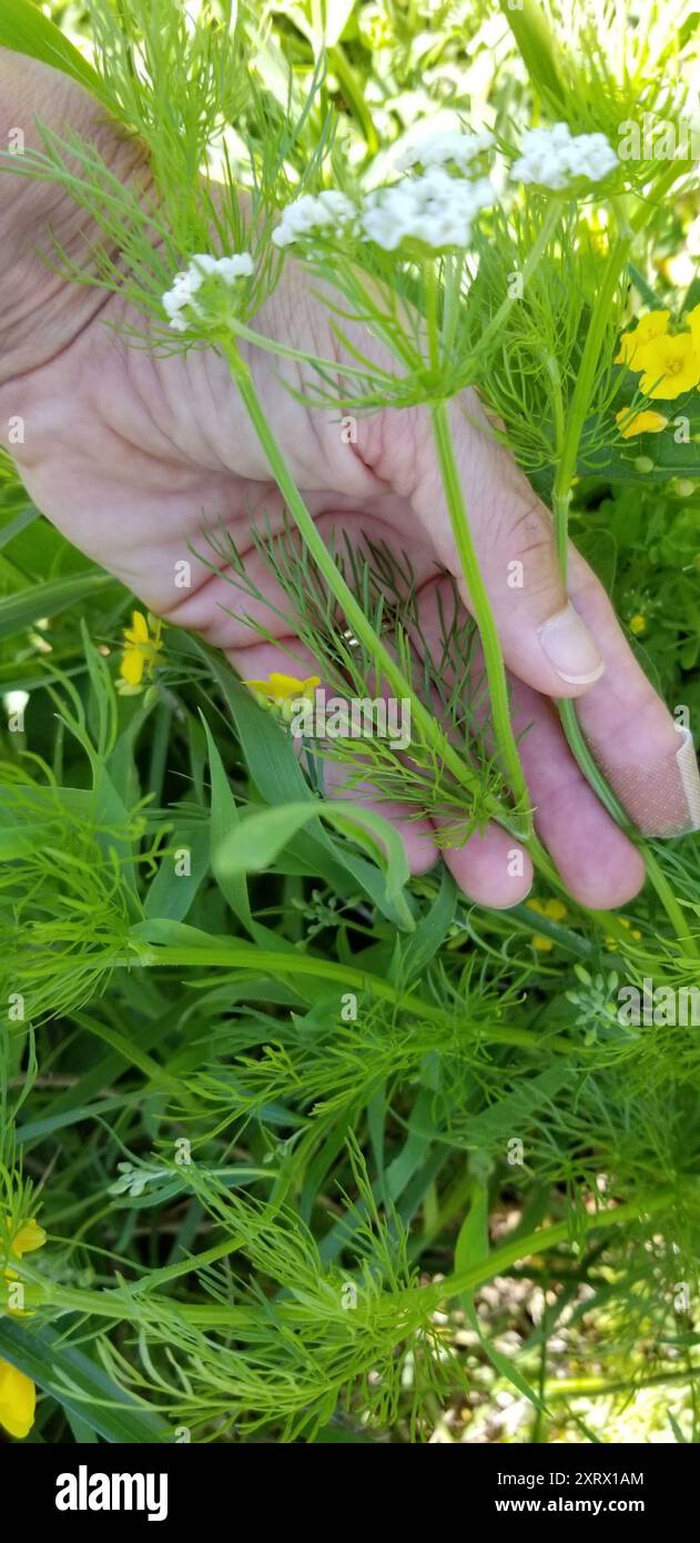 prairie bishop (Bifora americana) Plantae Stock Photo - Alamy