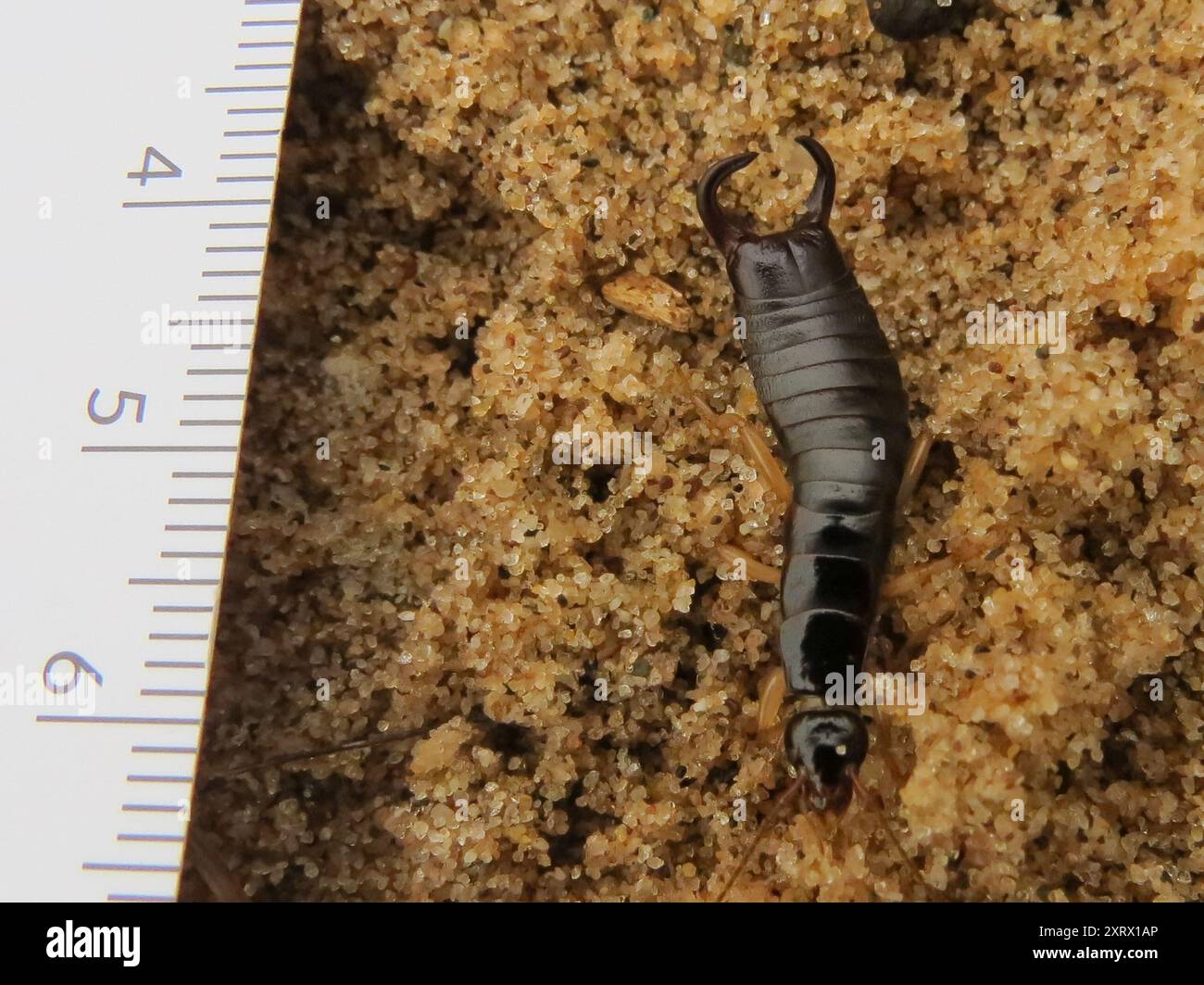 Maritime Earwig (Anisolabis maritima) Insecta Stock Photo - Alamy