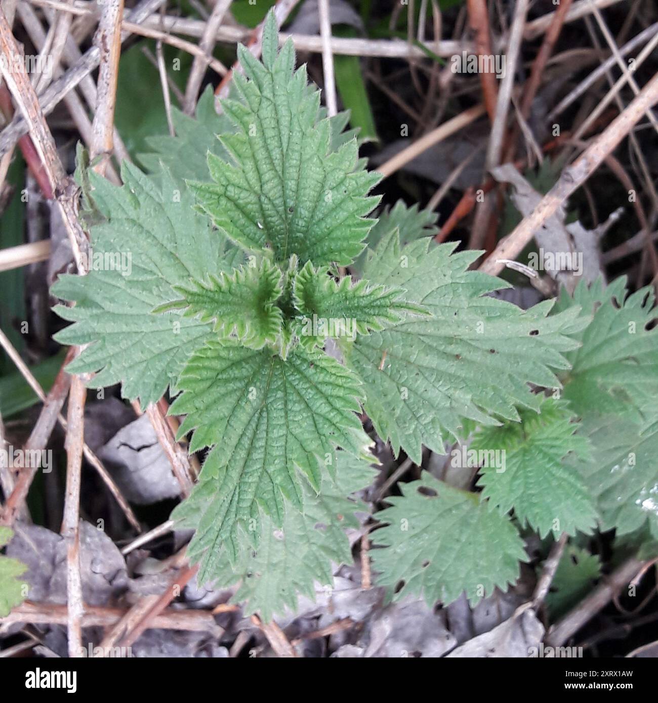 great stinging nettle (Urtica dioica) Plantae Stock Photo - Alamy