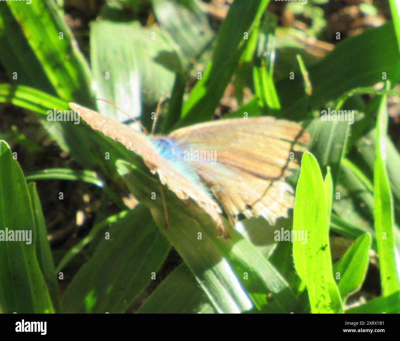 (Carminda paeon) Insecta Stock Photo - Alamy