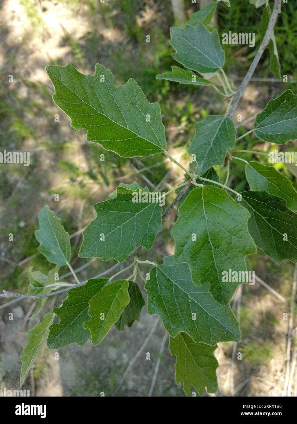 white poplar (Populus alba) Plantae Stock Photo - Alamy