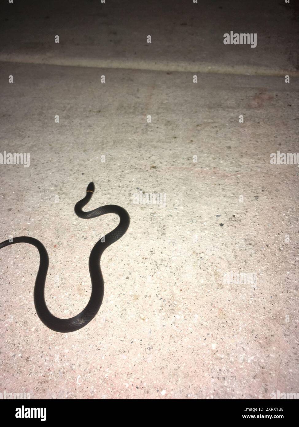 Southern Ringneck Snake (Diadophis punctatus punctatus) Reptilia Stock ...