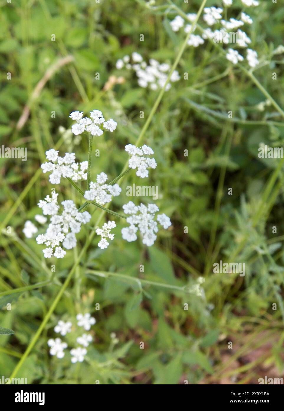 common hedge parsley (Torilis arvensis) Plantae Stock Photo - Alamy