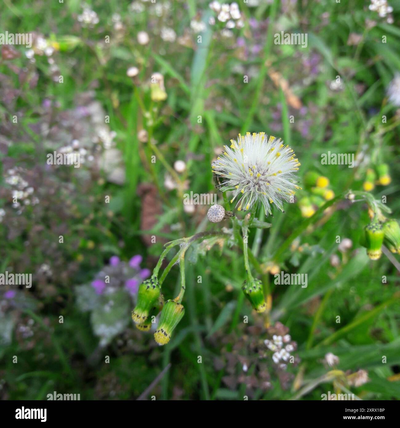 common groundsel (Senecio vulgaris) Plantae Stock Photo - Alamy