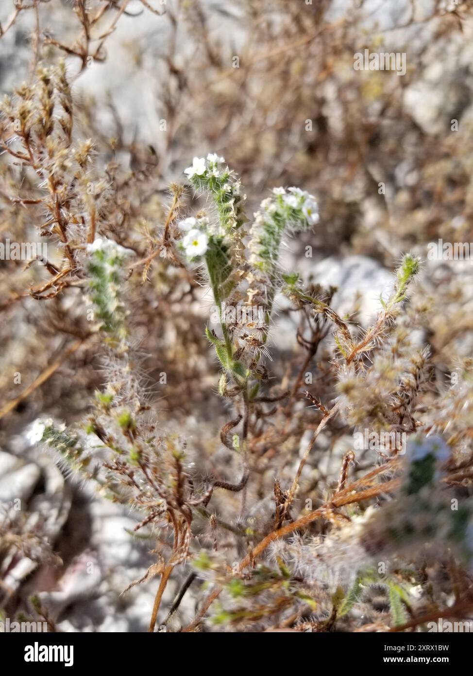 Clearwater cryptantha (Cryptantha intermedia) Plantae Stock Photo - Alamy