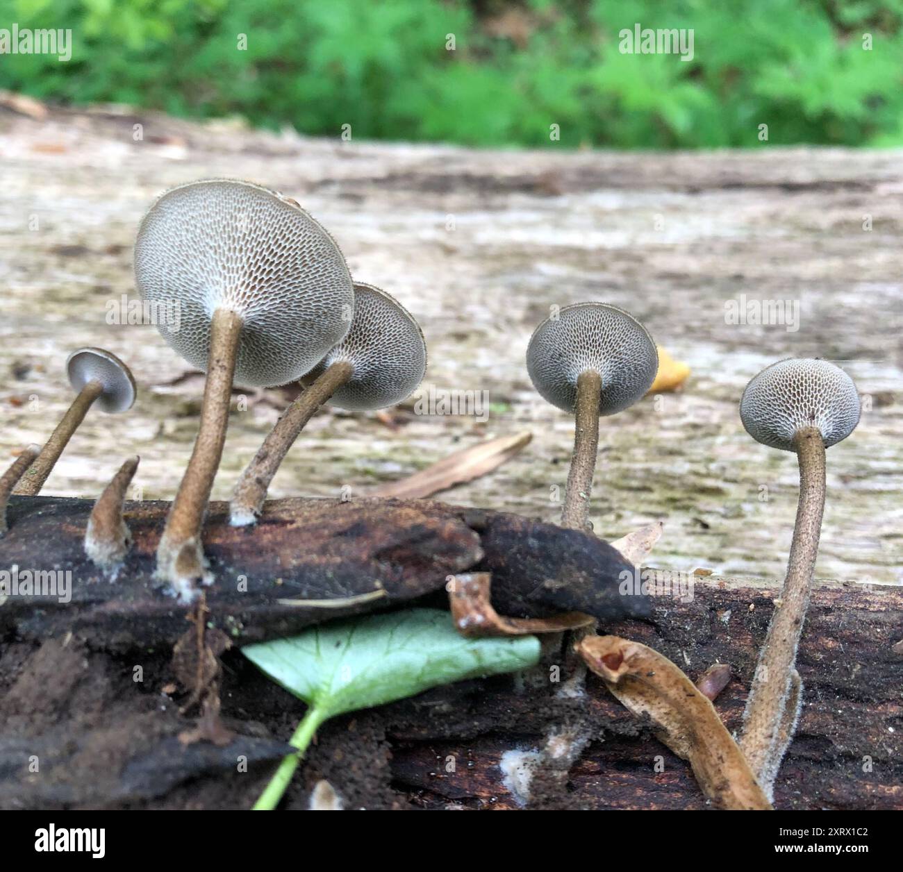 Spring Polypore (Lentinus arcularius) Fungi Stock Photo - Alamy