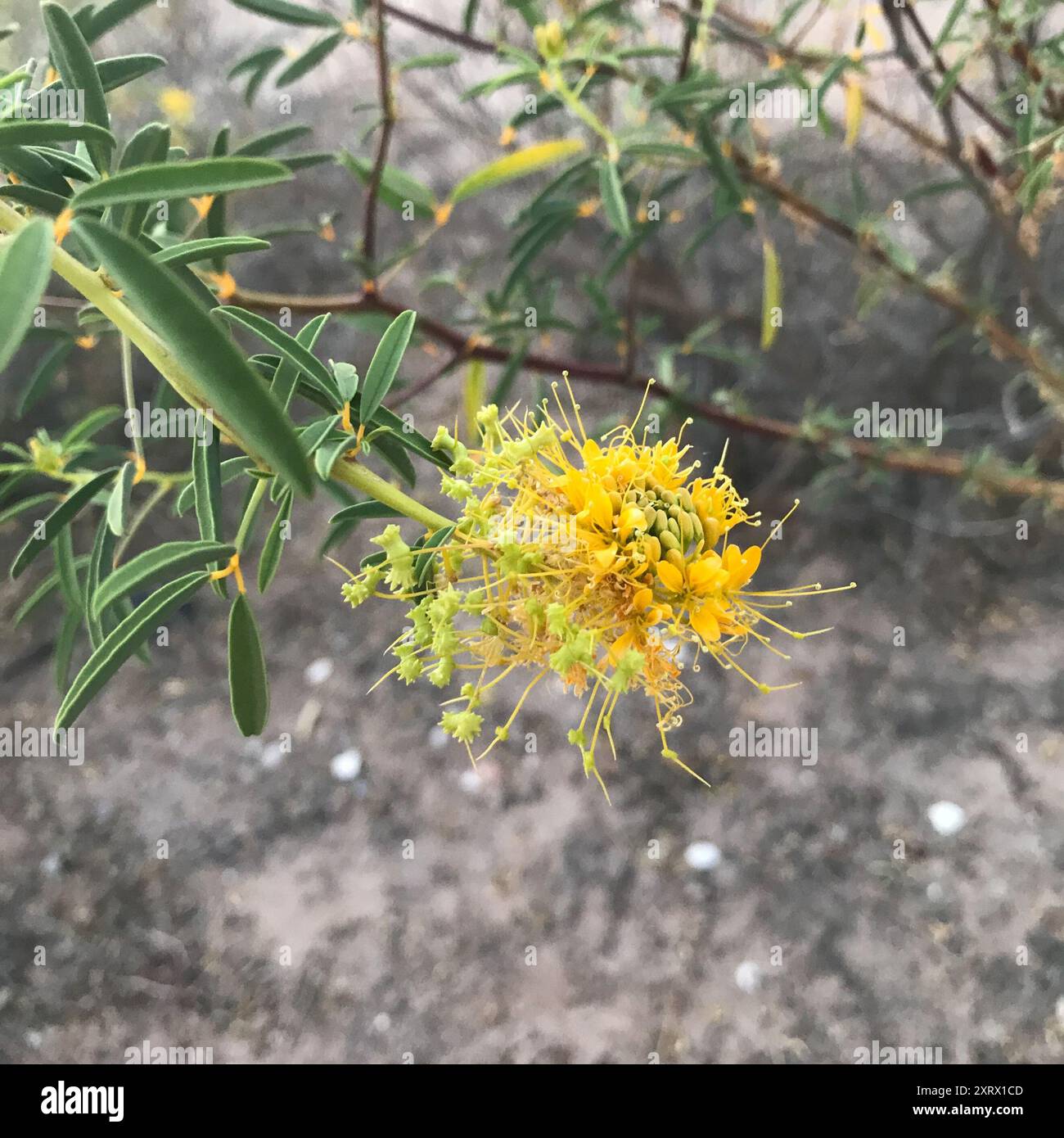 Jackass-clover (Cleomella refracta) Plantae Stock Photo - Alamy