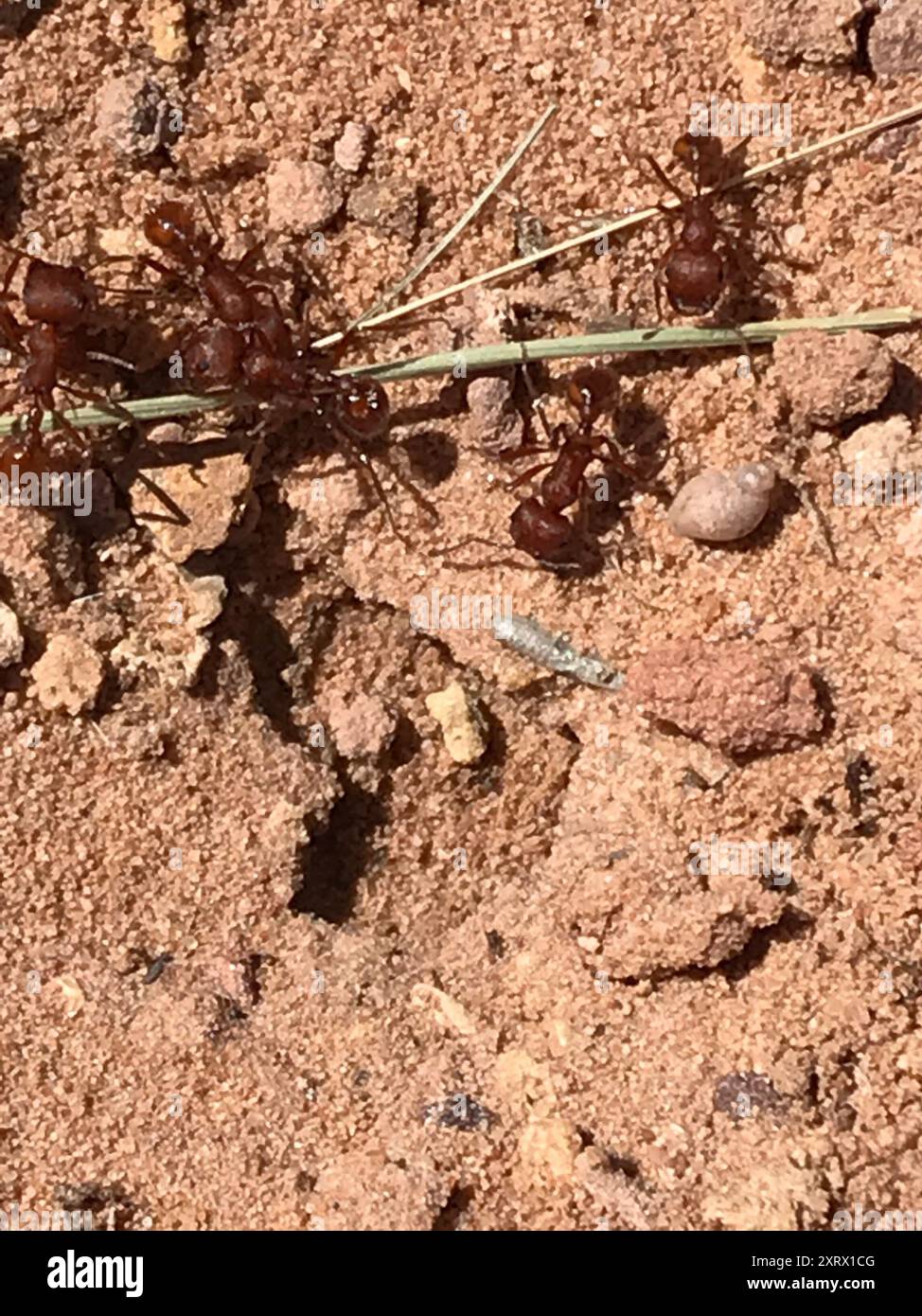 Typical American Harvester Ants (Pogonomyrmex) Insecta Stock Photo - Alamy