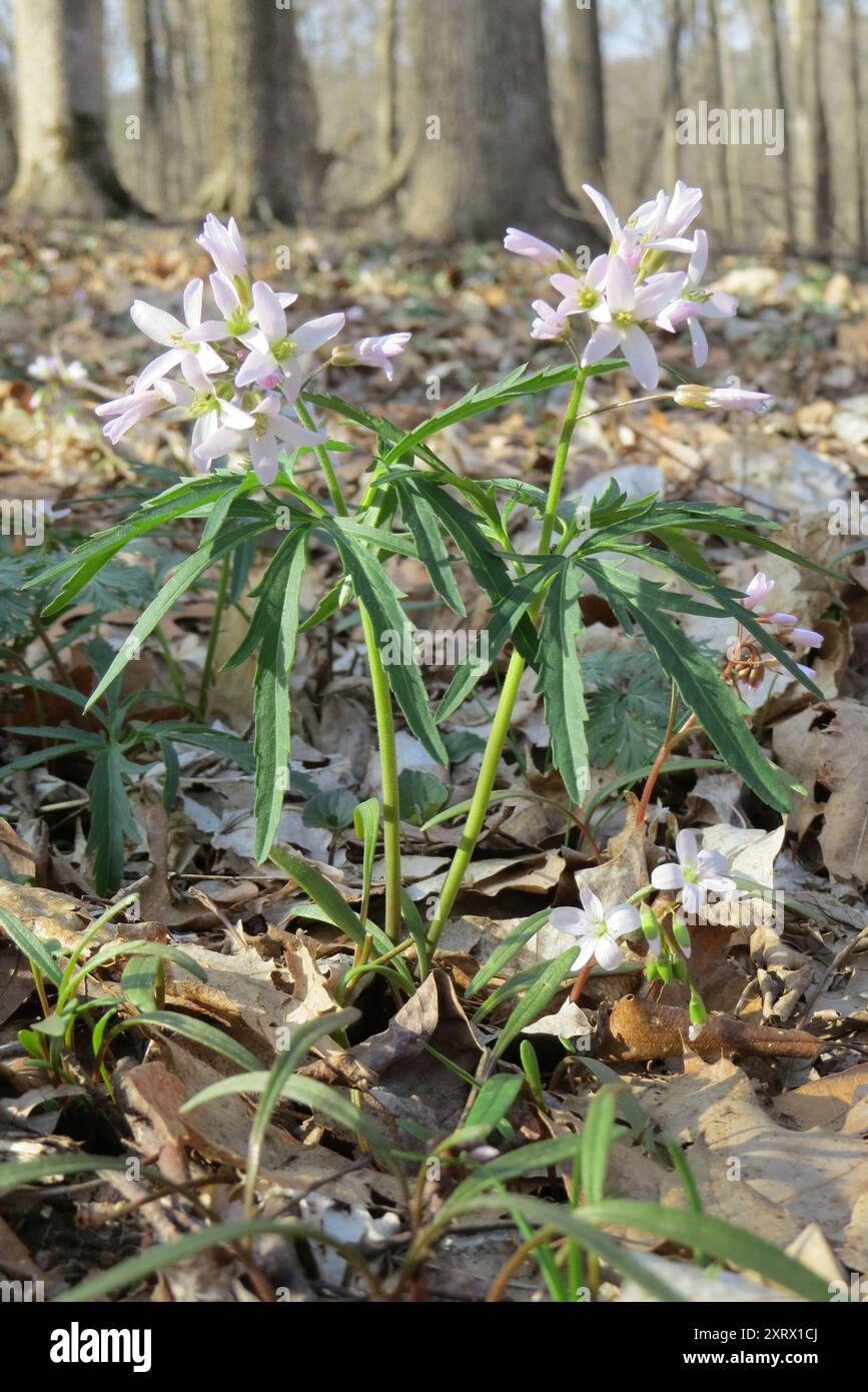 cut-leaved toothwort (Cardamine concatenata) Plantae Stock Photo - Alamy