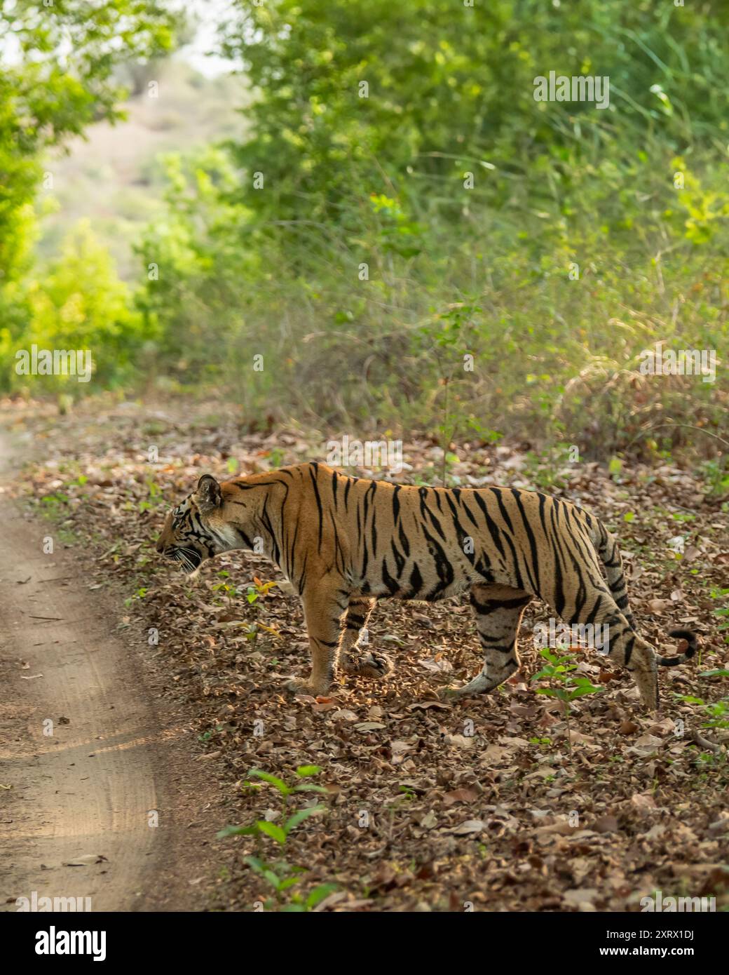 wild female tiger or panthera tigris showstopper crossing forest road ...