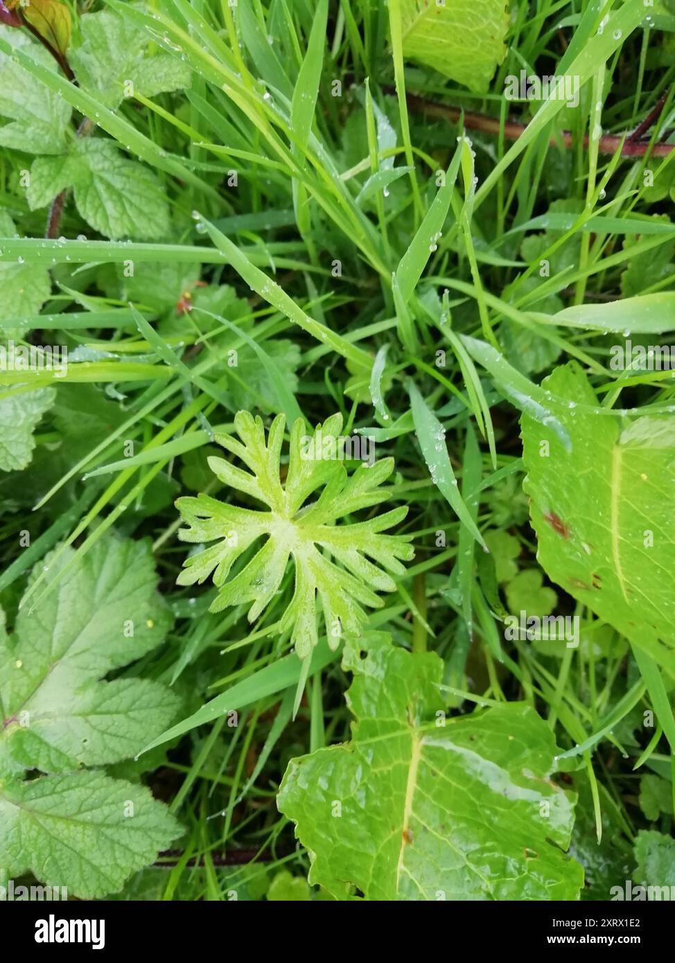 Cut-leaved crane's-bill (Geranium dissectum) Plantae Stock Photo - Alamy