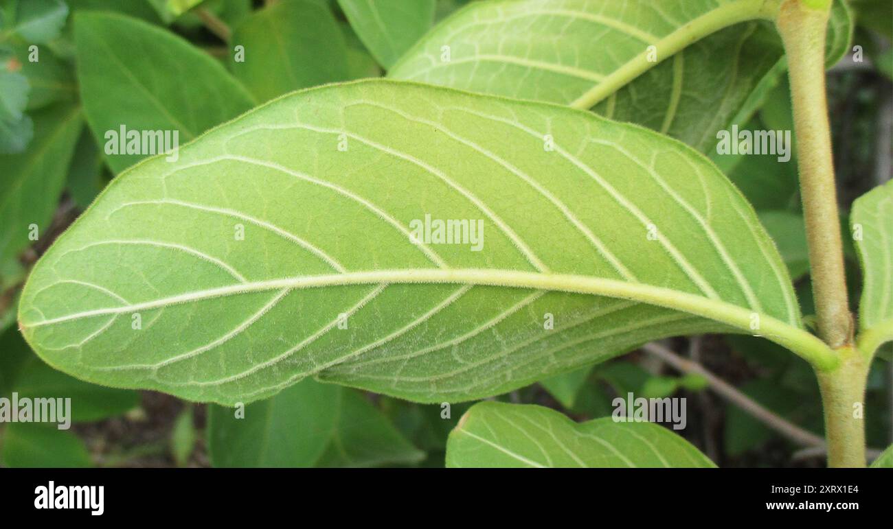 wild-medlar (Vangueria infausta) Plantae Stock Photo - Alamy
