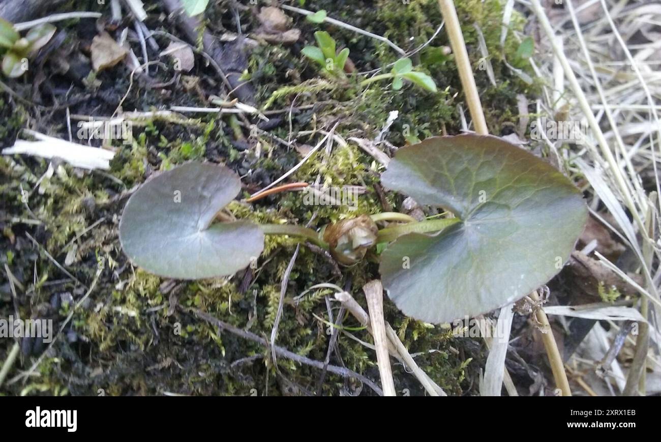 plants (Plantae) Plantae Stock Photo - Alamy