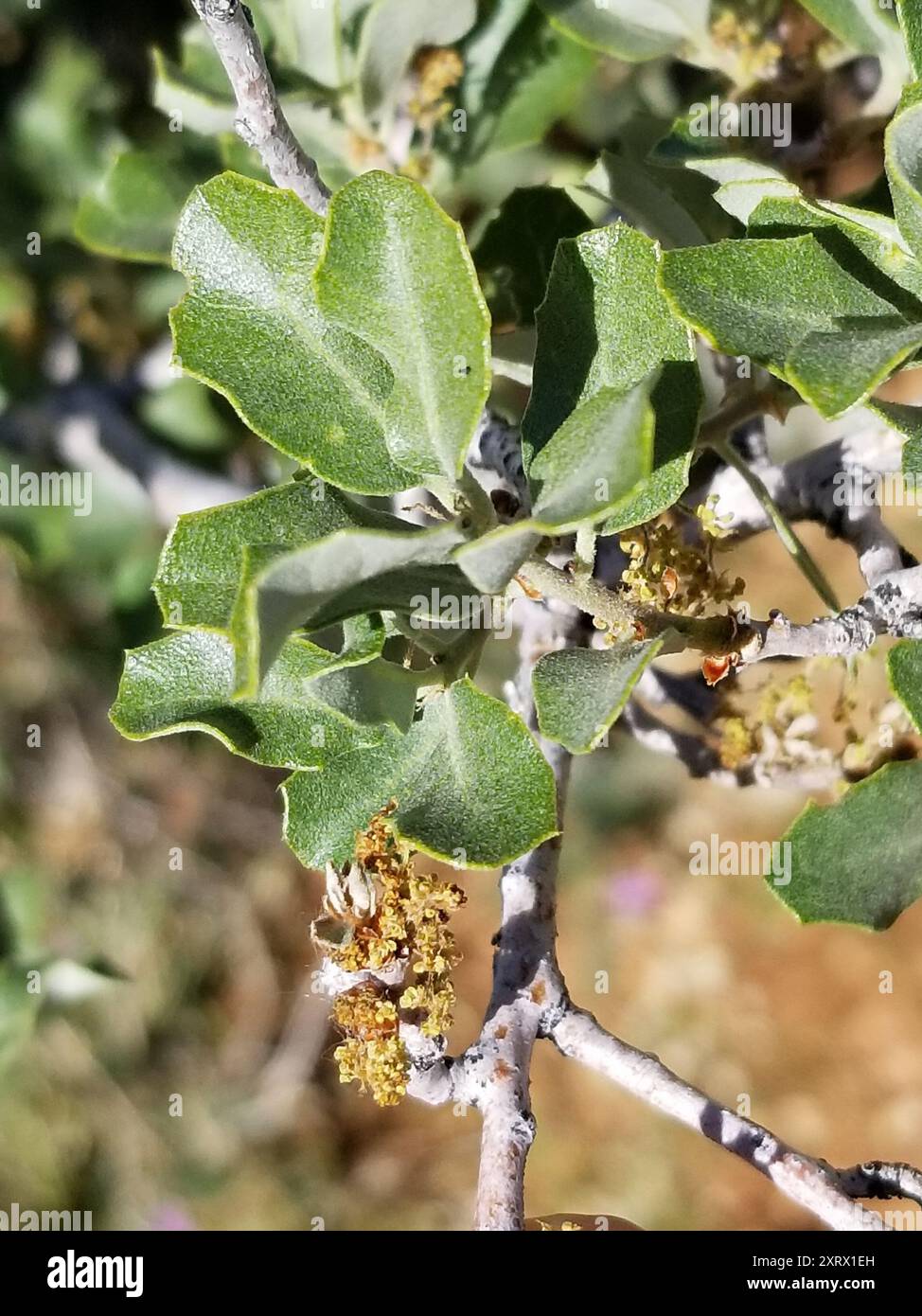 Muller's oak (Quercus cornelius-mulleri) Plantae Stock Photo - Alamy