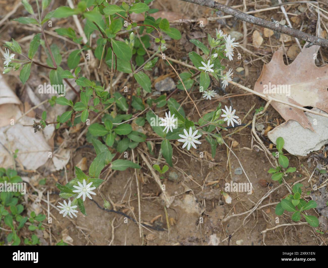 star chickweed (Stellaria pubera) Plantae Stock Photo - Alamy