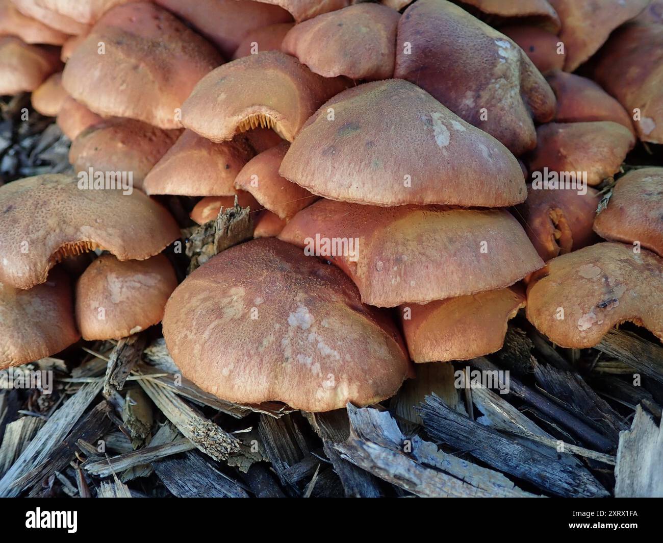 Yellow-gilled Gymnopilus (Gymnopilus luteofolius) Fungi Stock Photo - Alamy
