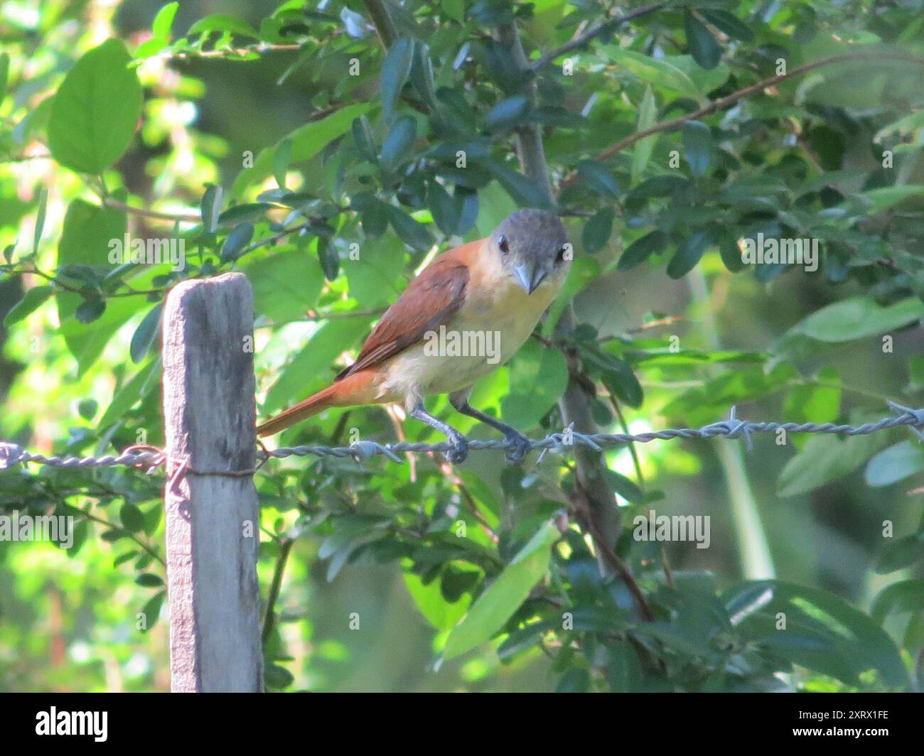 Crested Becard (Pachyramphus validus) Aves Stock Photo - Alamy