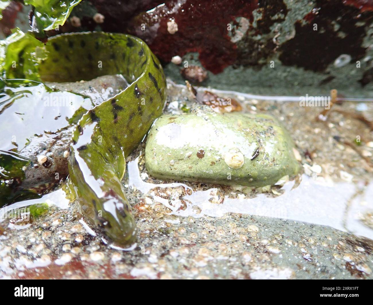 Penpoint Gunnel (Apodichthys flavidus) Actinopterygii Stock Photo - Alamy