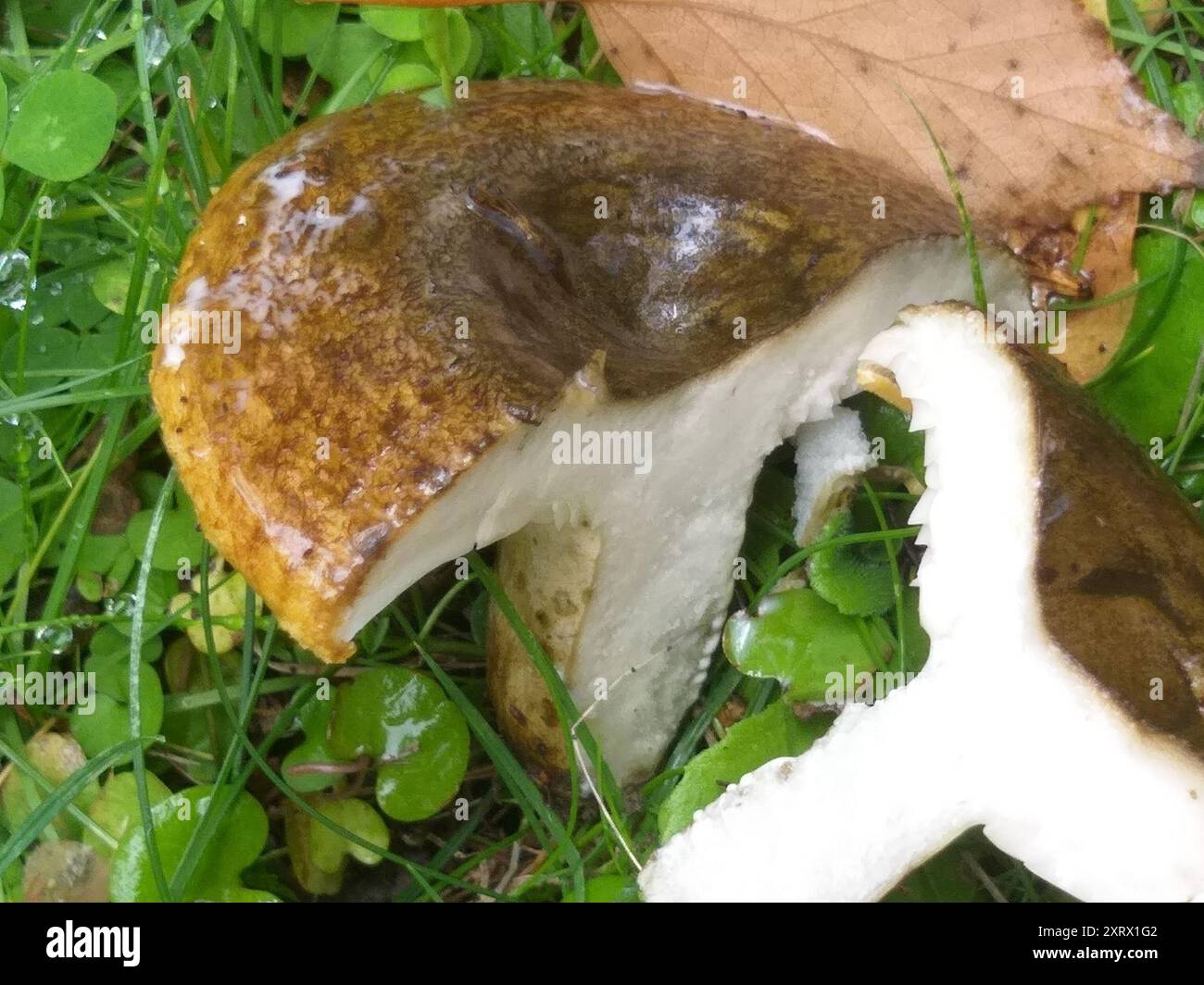 Ugly Milkcap (Lactarius turpis) Fungi Stock Photo - Alamy