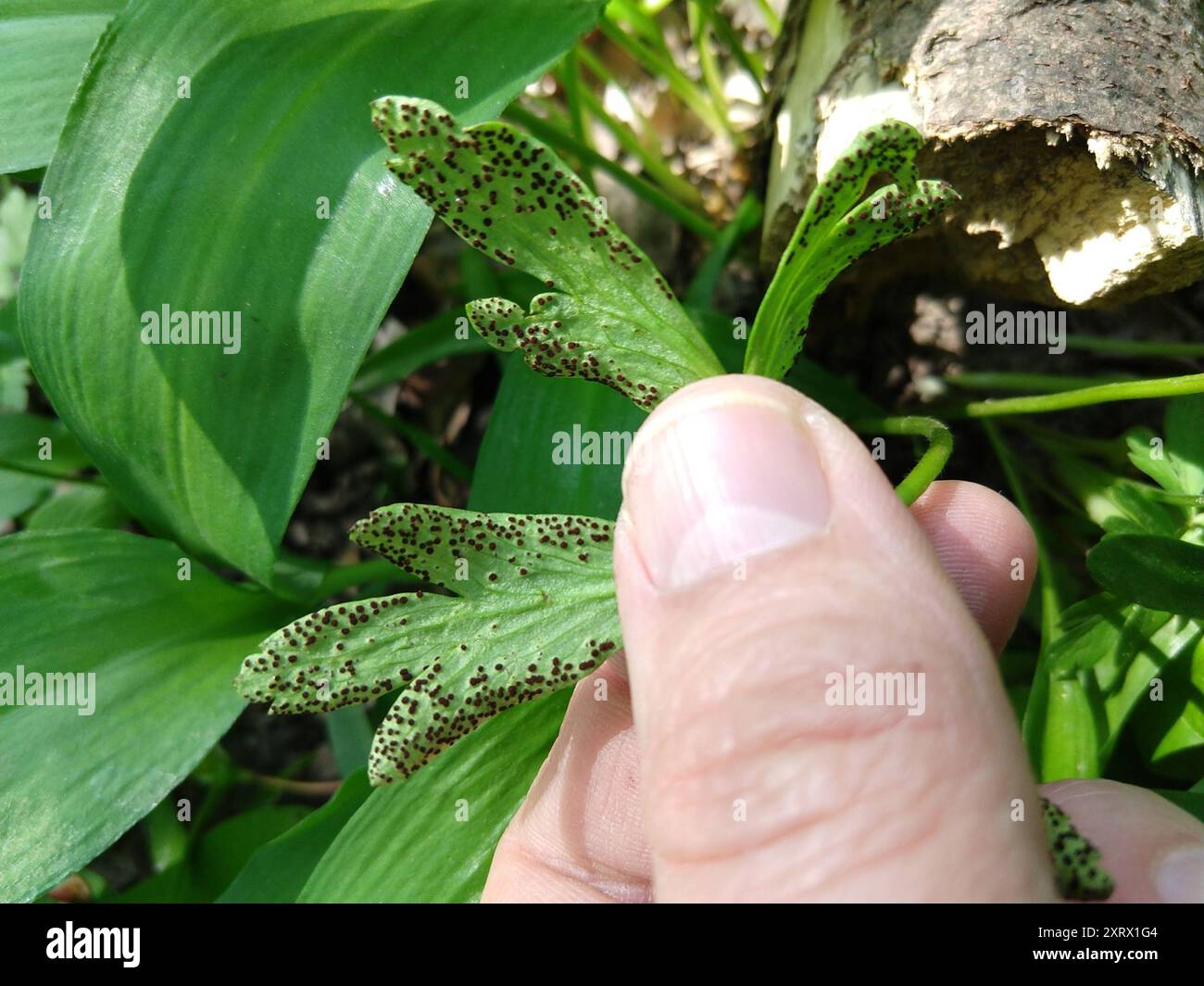 Wood anemone rust fungus (Tranzschelia anemones) Fungi Stock Photo - Alamy