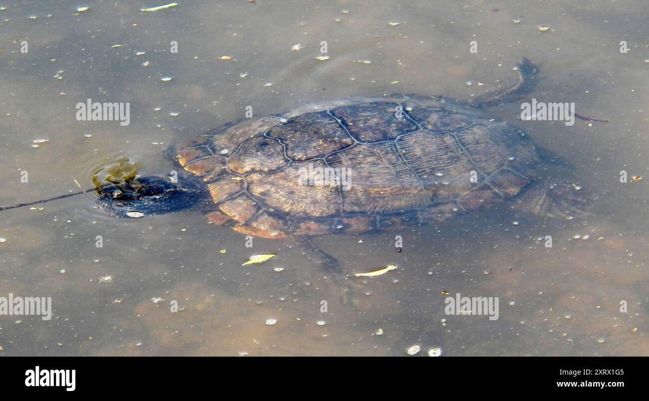 Pond Slider (Trachemys scripta) Reptilia Stock Photo - Alamy