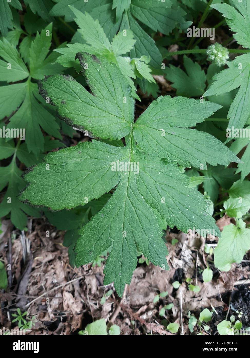 Pacific Waterleaf (Hydrophyllum tenuipes) Plantae Stock Photo - Alamy