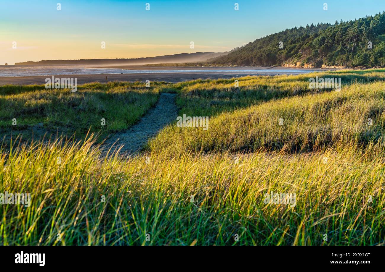 A scene with grass growing near the beach at Moclips, Washington Stock ...