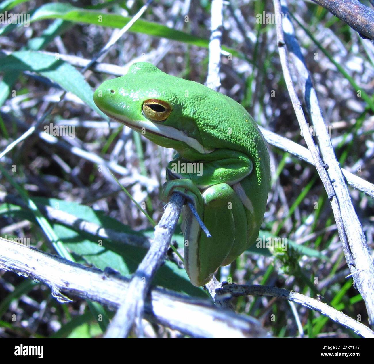 Green Treefrog (Hyla cinerea) Amphibia Stock Photo - Alamy