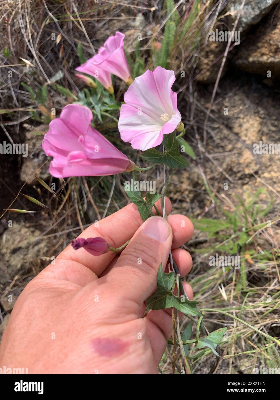 Pacific False Bindweed (Calystegia purpurata) Plantae Stock Photo - Alamy