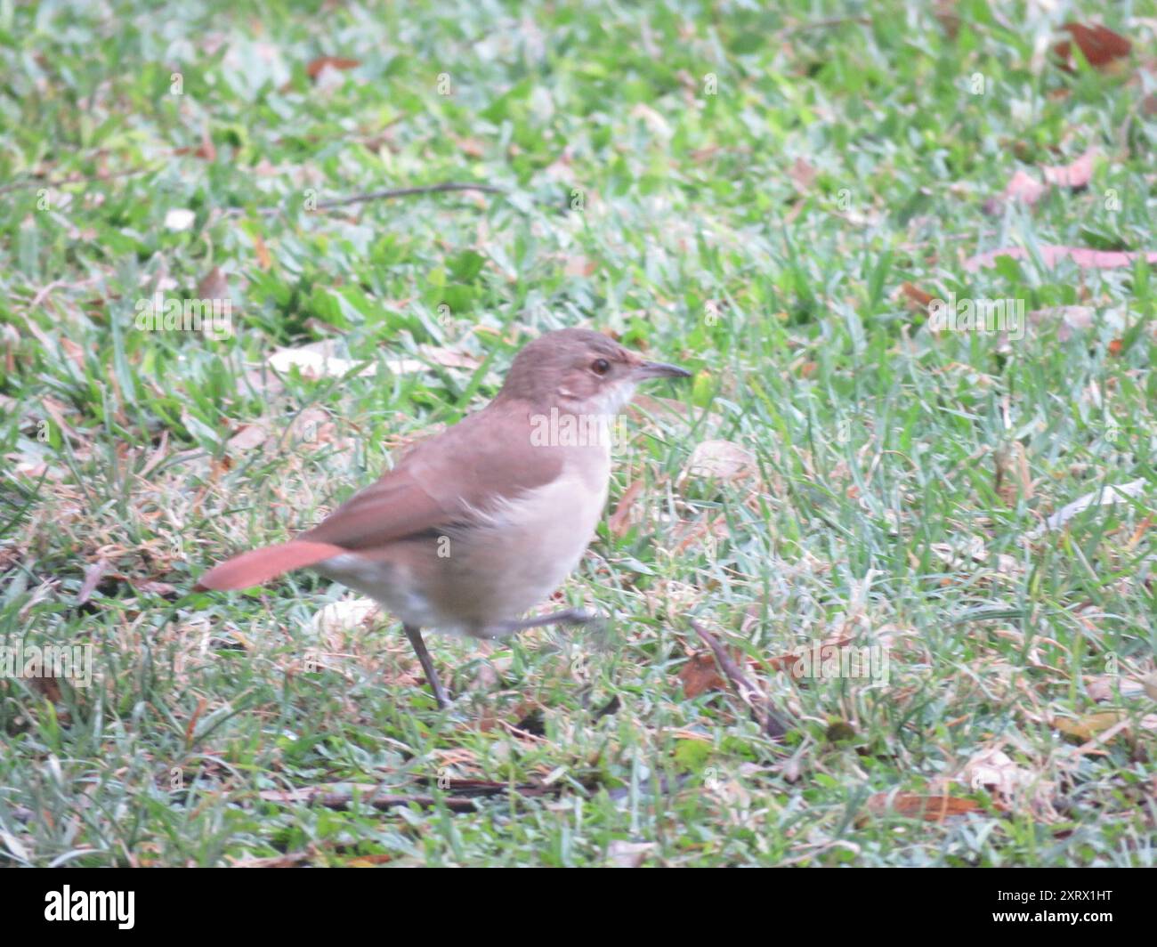 Rufous Hornero (Furnarius rufus) Aves Stock Photo - Alamy