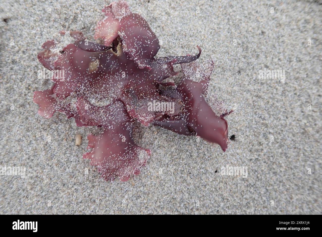 false Irish moss (Mastocarpus stellatus) Plantae Stock Photo - Alamy