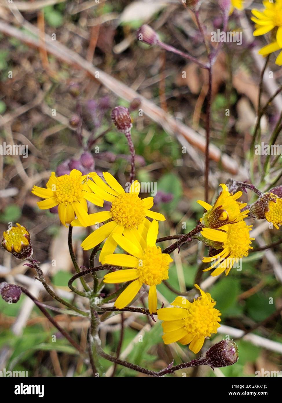 golden ragwort (Packera aurea) Plantae Stock Photo - Alamy
